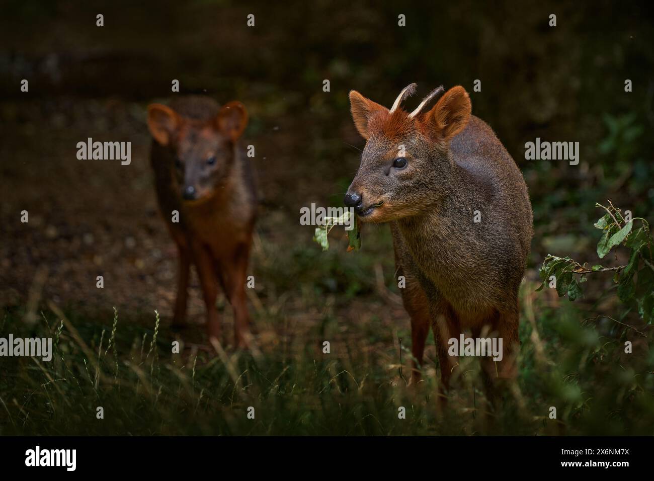 Muntjac deer pair, male and female in the nature habitat, forest in ...