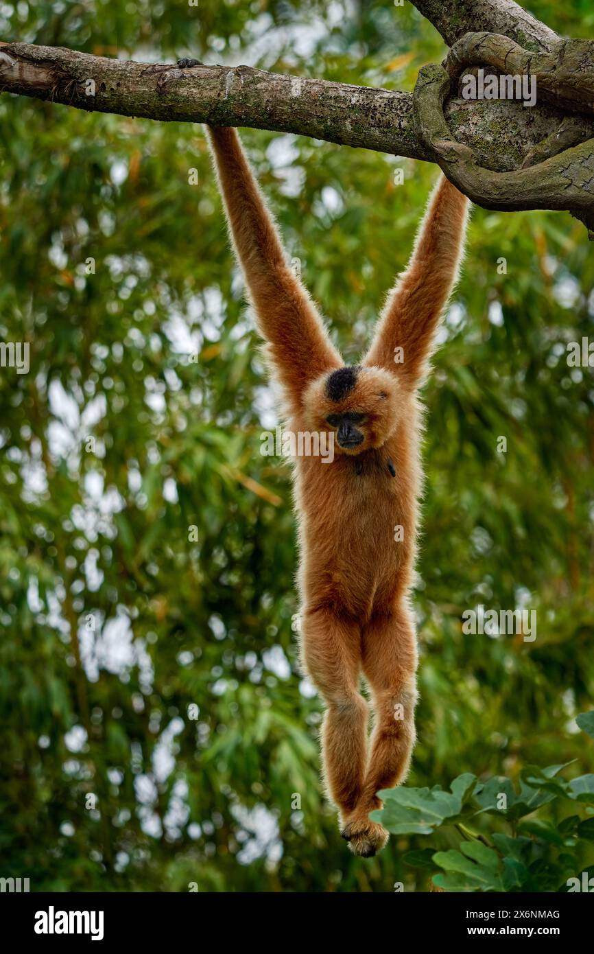 White cheeked macaque hi-res stock photography and images - Alamy