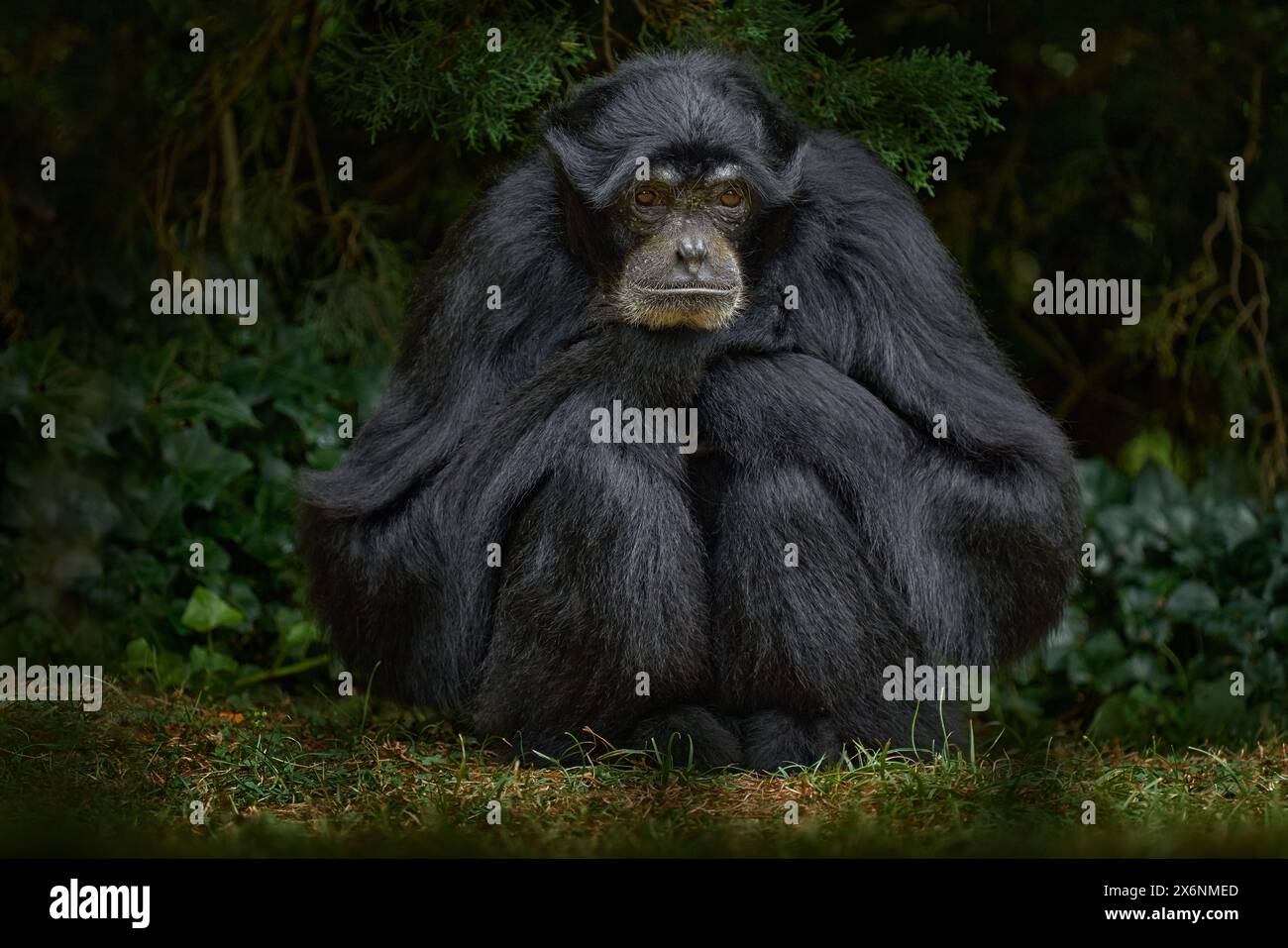 Siamang, Symphalangus syndactylus, big black monkey sitting in the ...