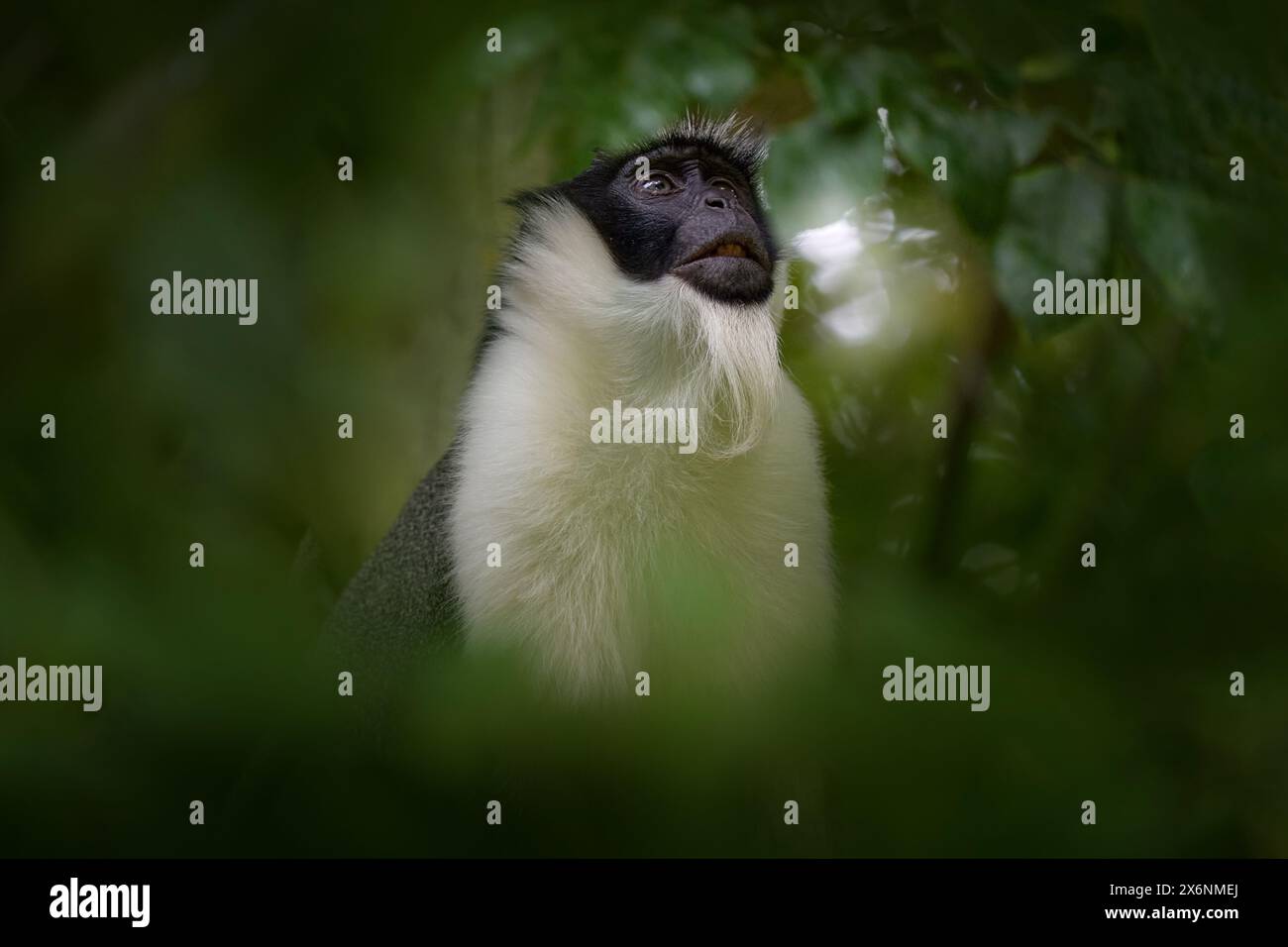 Roloway guenon, Cercopithecus roloway, rare black and white monkey in ...