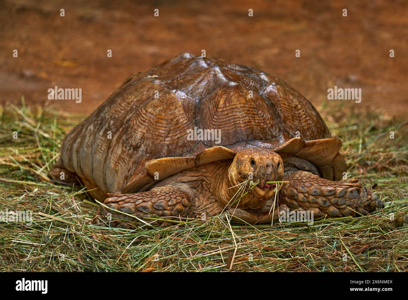 Radiated tortoise, Astrochelys radiata, Madagascar. Turtle in the ...