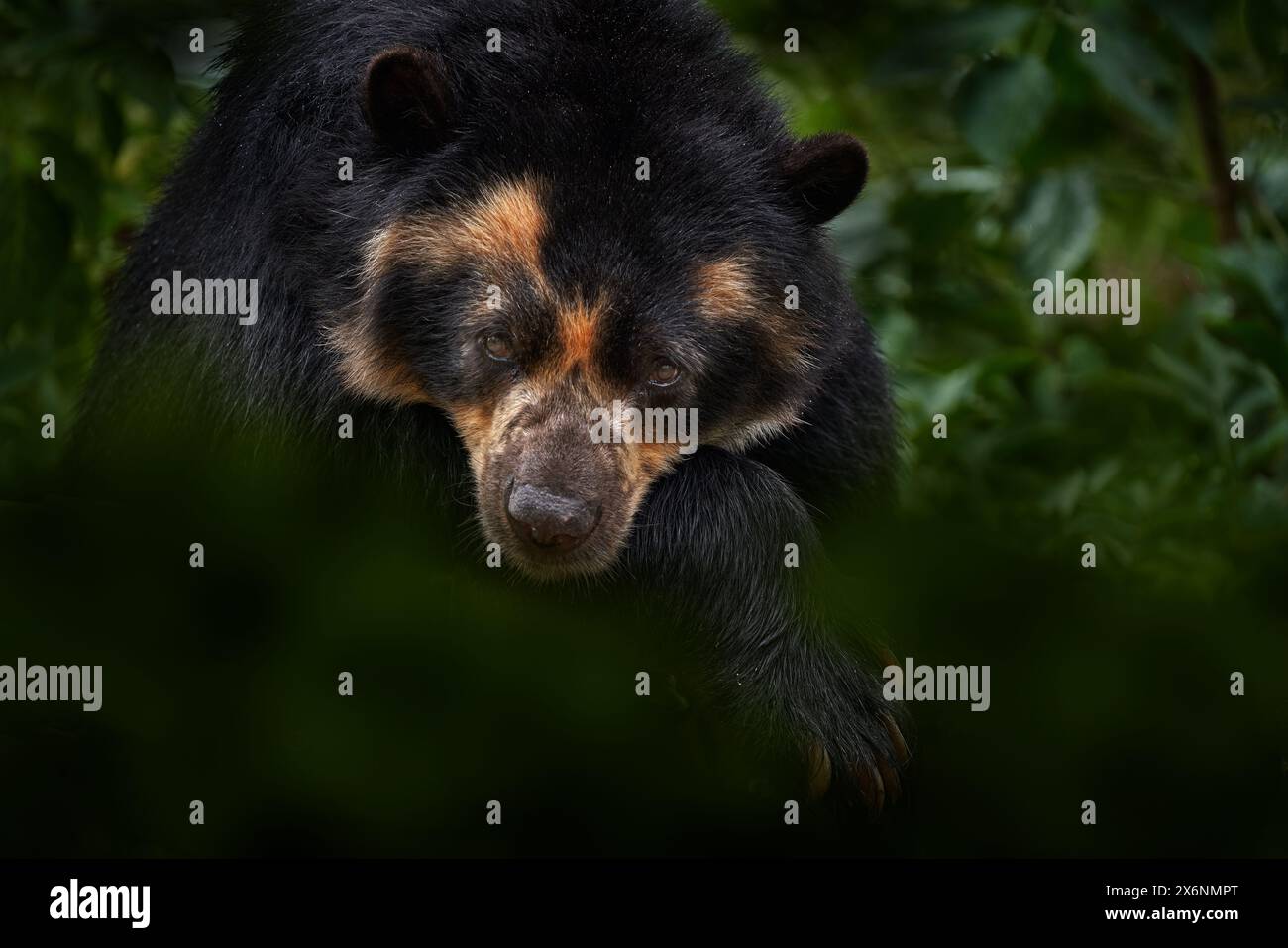 Spectacled bear, Tremarctos ornatus, Peru, South America. Big danger ...