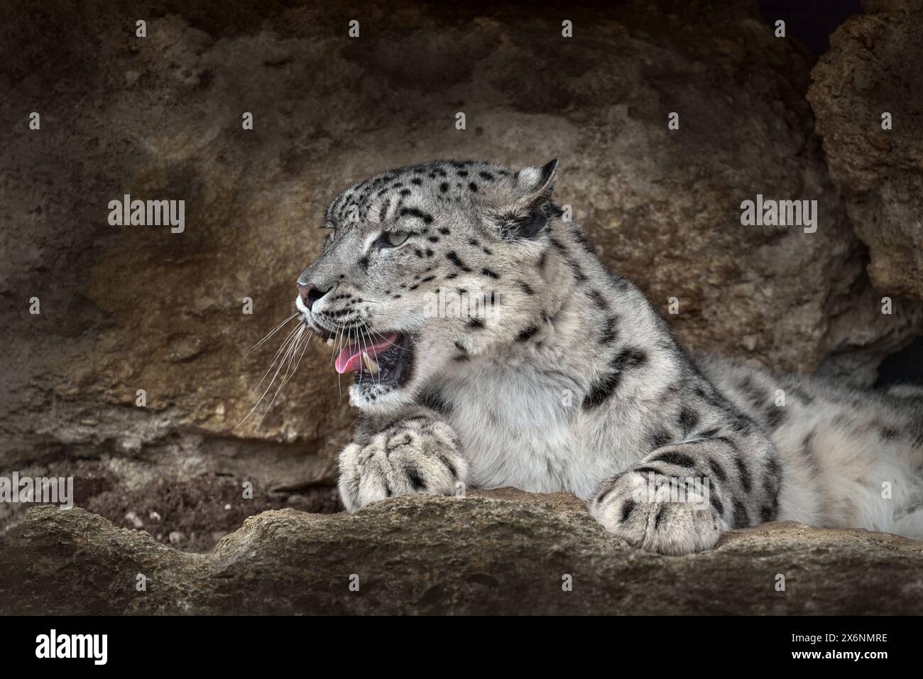 Snow leopard with open muzzle mouth with teeth, sitting in the nature stone rocky mountain ...