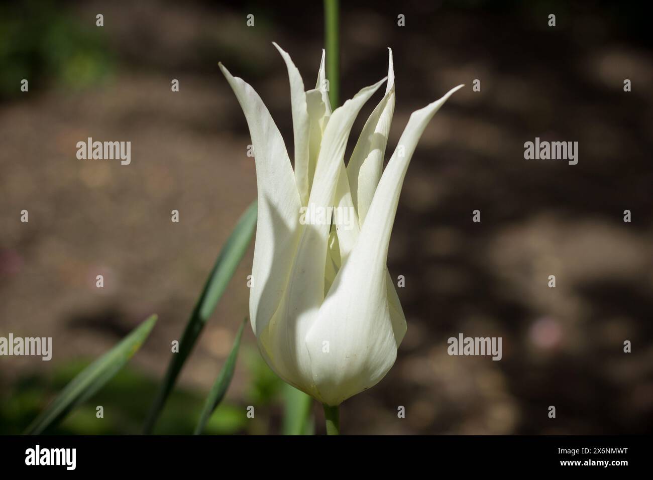 Rare and beautiful flowers hi-res stock photography and images - Alamy