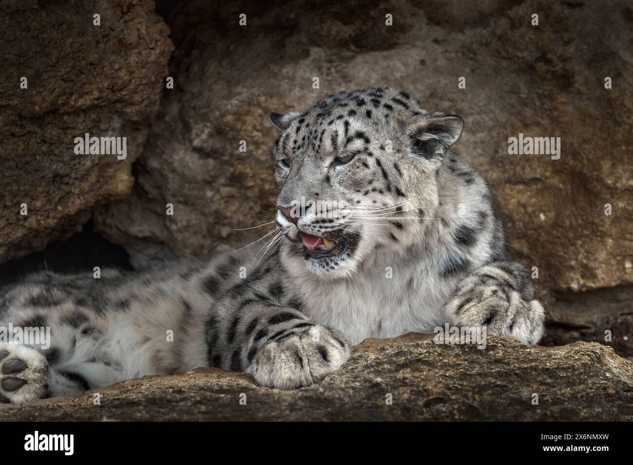 Snow leopard with open muzzle mouth with teeth, sitting in the nature ...