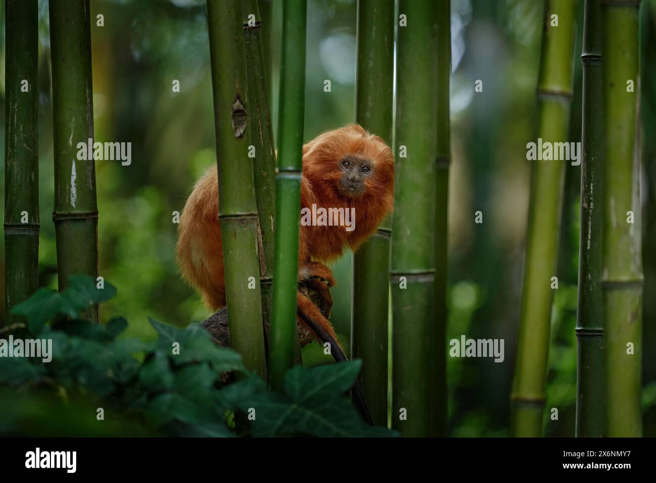 Golden-headed lion tamarin, Leontopithecus chrysomelas, Bahía in Brazil. Cute red orange monkey ...