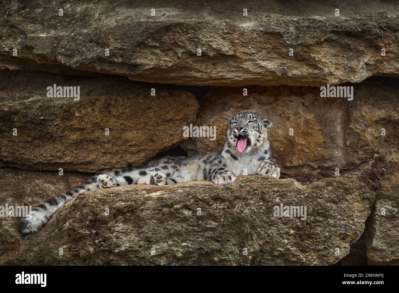 Snow leopard Panthera uncia in the rock habitat, wildlife nature. Snow ...