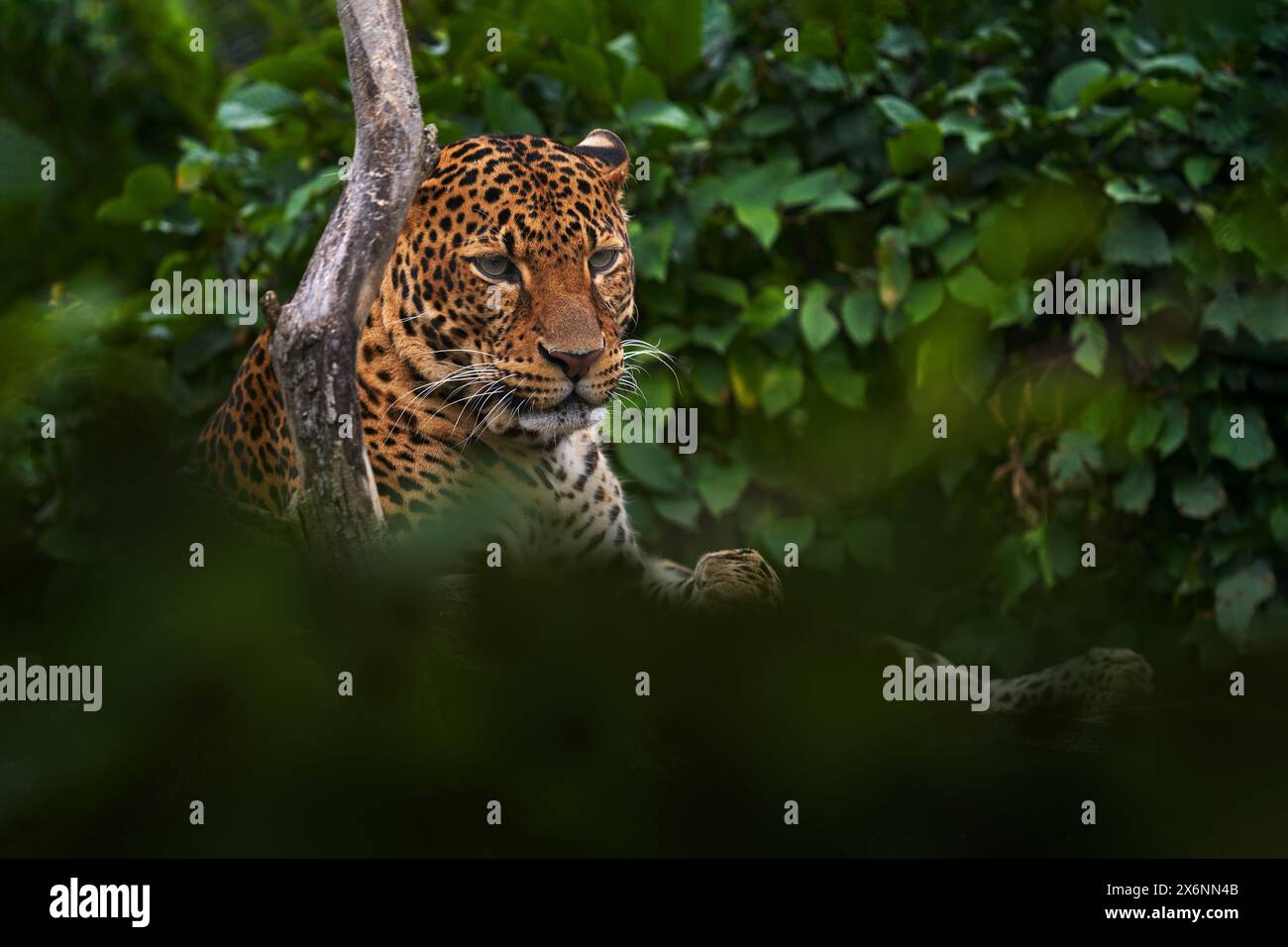 Javan leopard, Panthera pardus melas, wild cat to the Indonesian island of Java. Hidden leopard ...