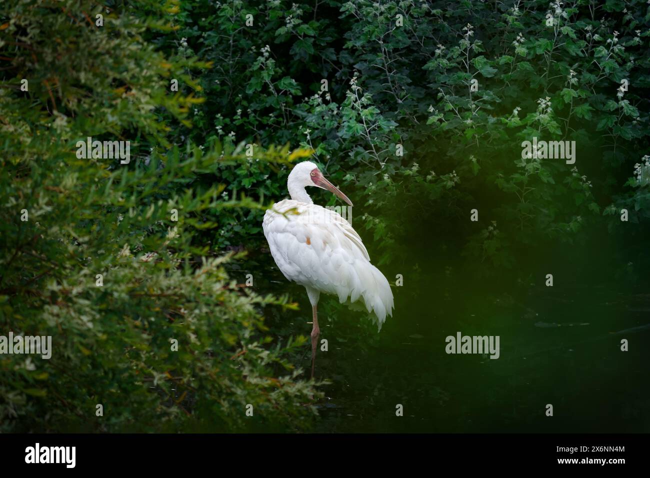 Siberian white crane, Leucogeranus leucogeranus, big bird in the nature ...