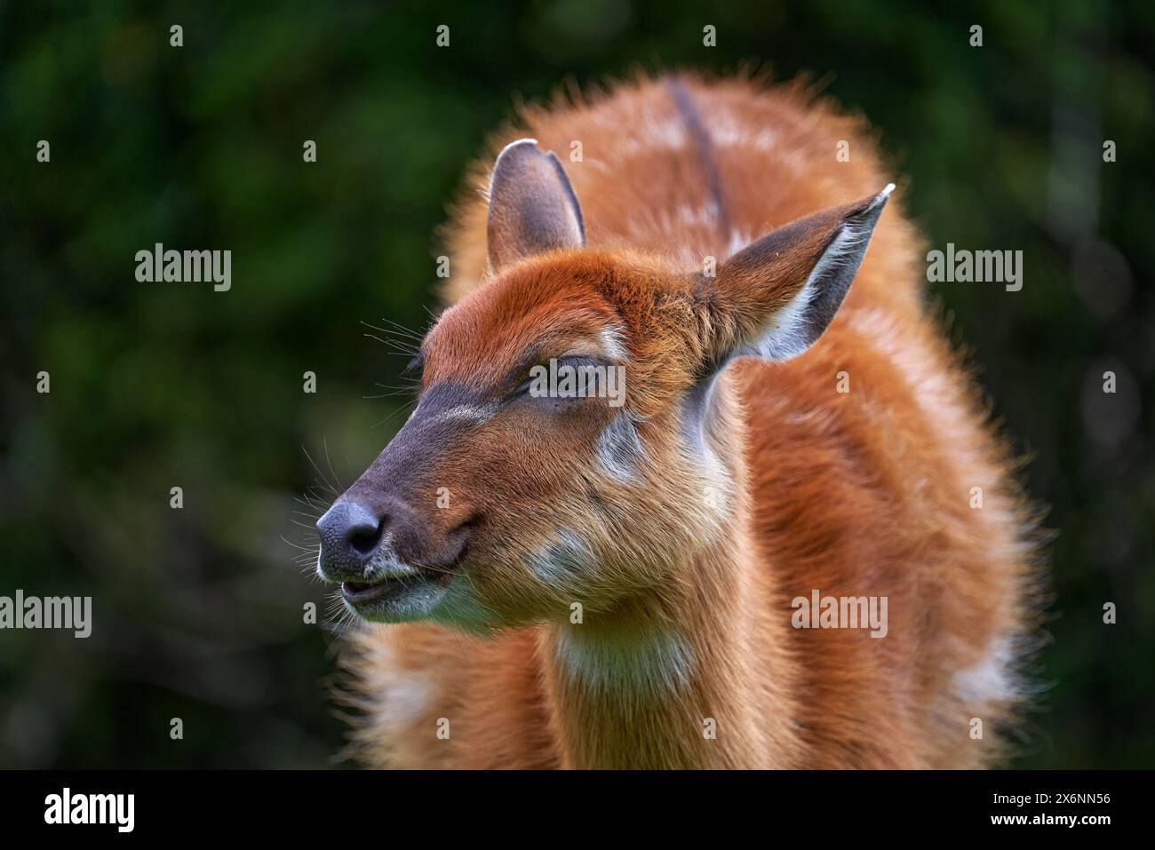 West African Sitatunga, Tragelaphus spekii gratus, Lekoko in Gabon ...