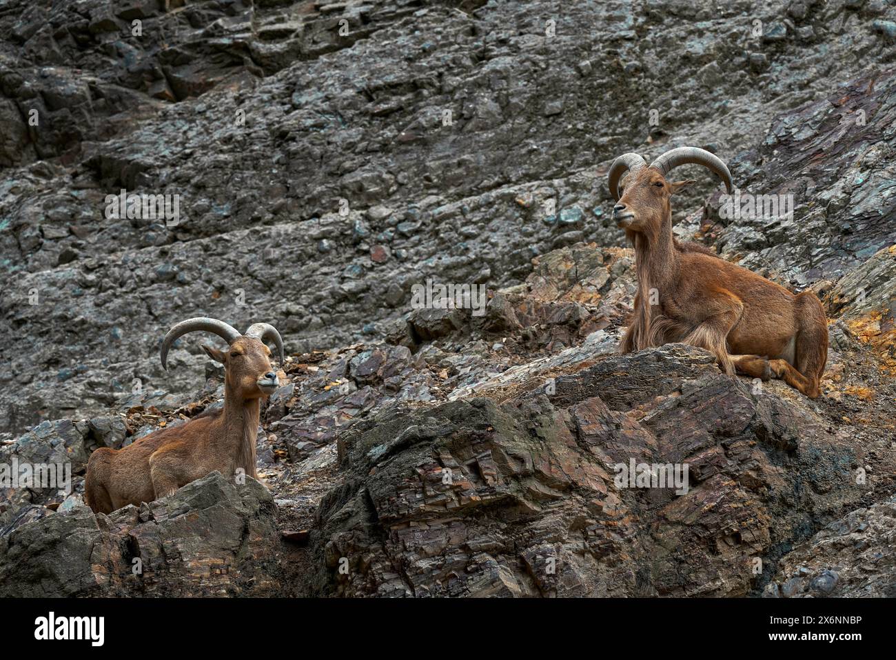 Barbary Sheep, Ammotragus lervia, Morroco, Africa. Animal in the nature ...