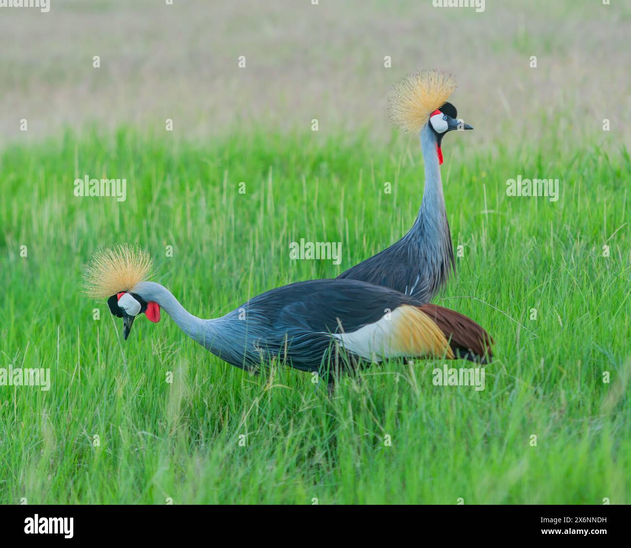 Two Crane Birds at an angle Stock Photo - Alamy