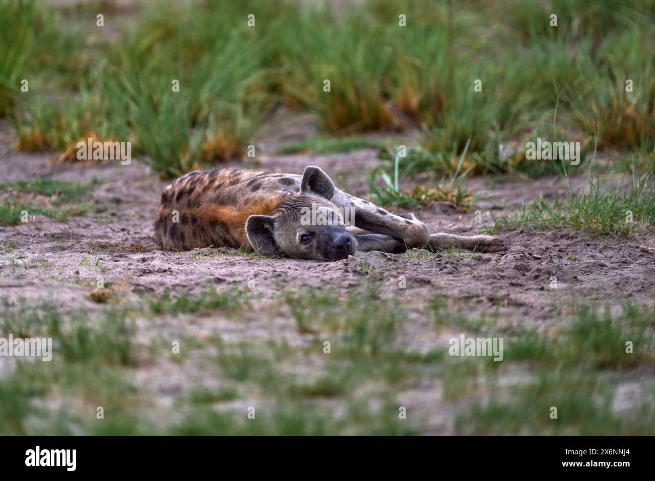hyena lying on the savava, Okavango delta in Botswana. Africa wildlife ...