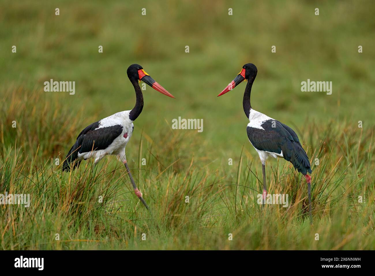 Okavango delta bird flight. Saddle-billed stork, or saddlebill, in ...