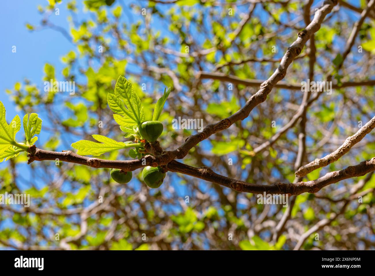 Unripe figs and buds on the fig tree in springtime. Spring bloom ...