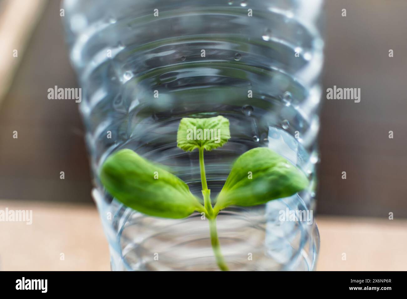 Seedling in a plastic bottle, reuse of materials, light, heat ...