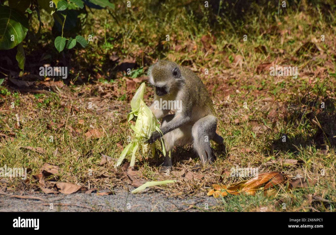 Zimbabwe. 26th April 2024. A vervet monkey eats corn. Credit: Vuk ...