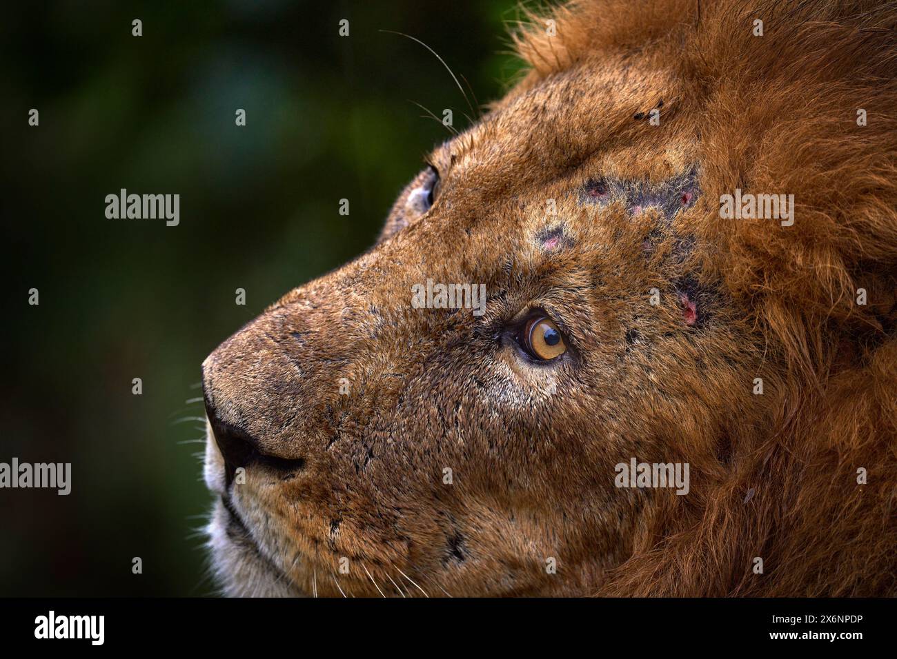 Fight scar lion close-up portrait detail. African Lion from Okavango delta in Botswana. Hot ...