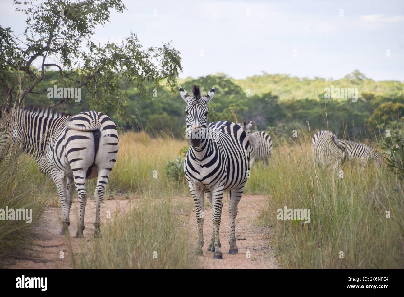 Zimbabwe, 27th April 2024. Zebras in a nature reserve in Zimbabwe ...