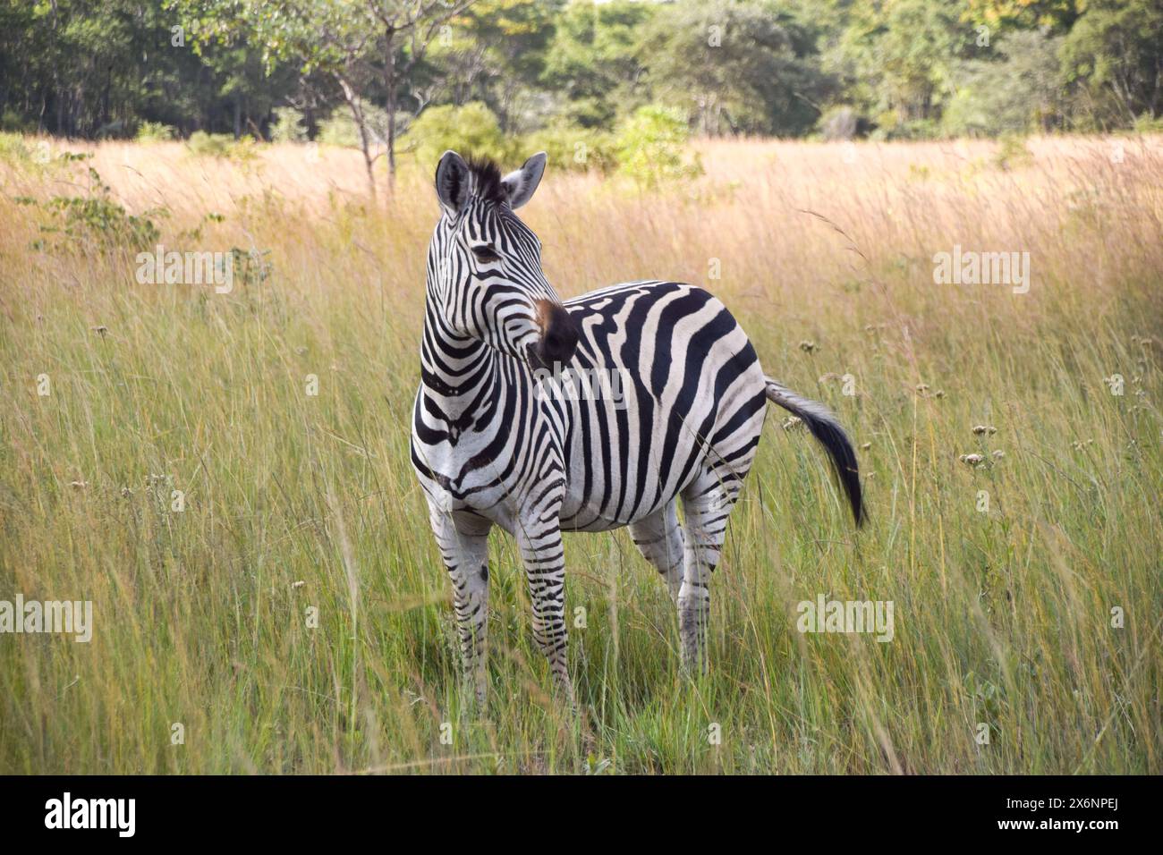 Zimbabwe, 27th April 2024. A zebra in a nature reserve in Zimbabwe ...