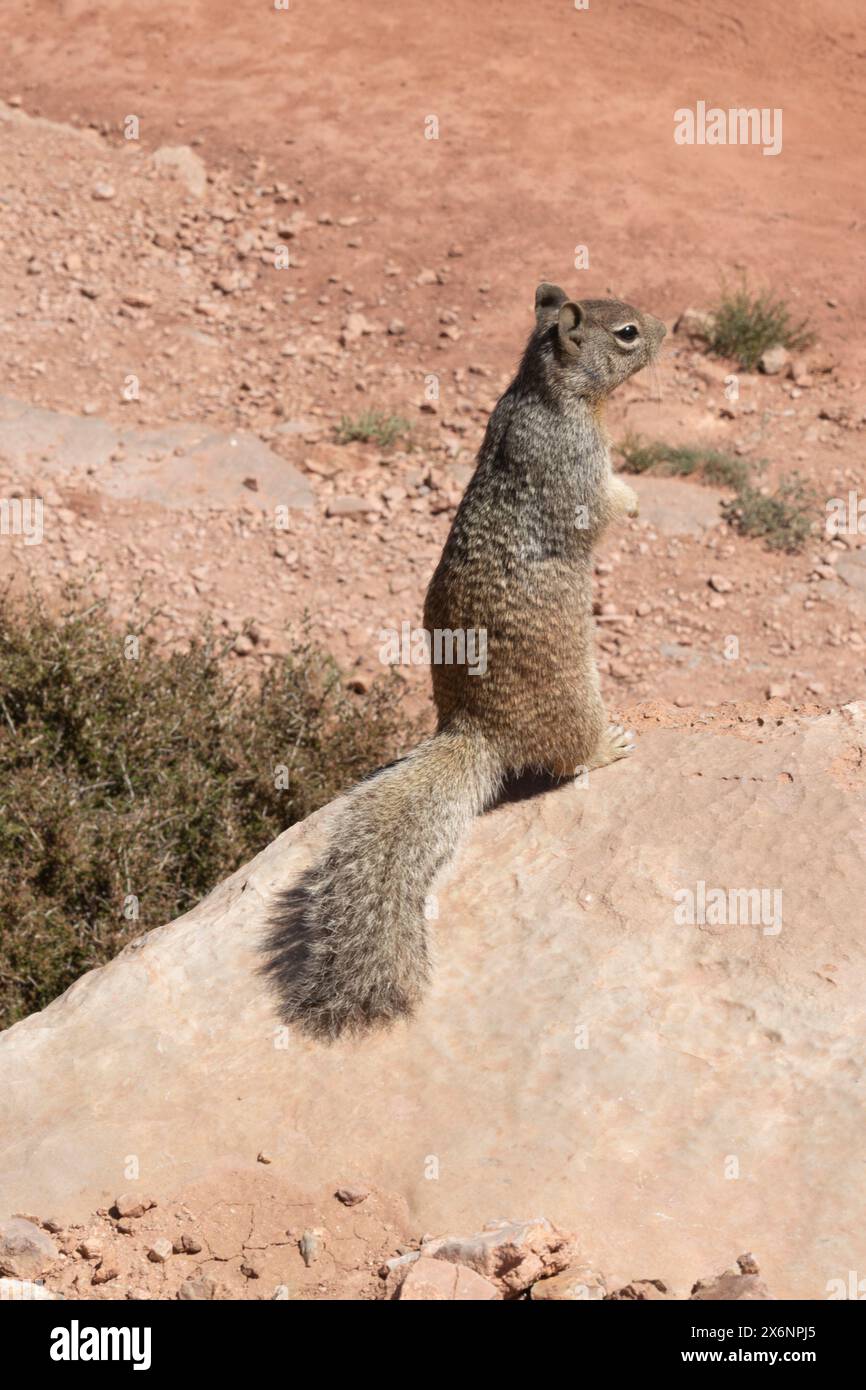 Curious Squirrel Standing in Desert Landscape Stock Photo - Alamy