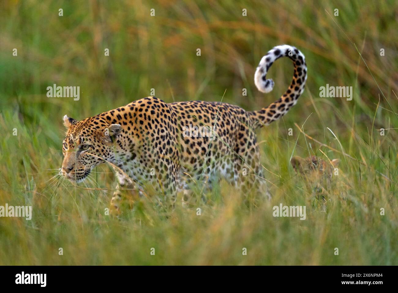 Leopard kitten baby, hidden nice orange grass. Leopard cub with mother ...