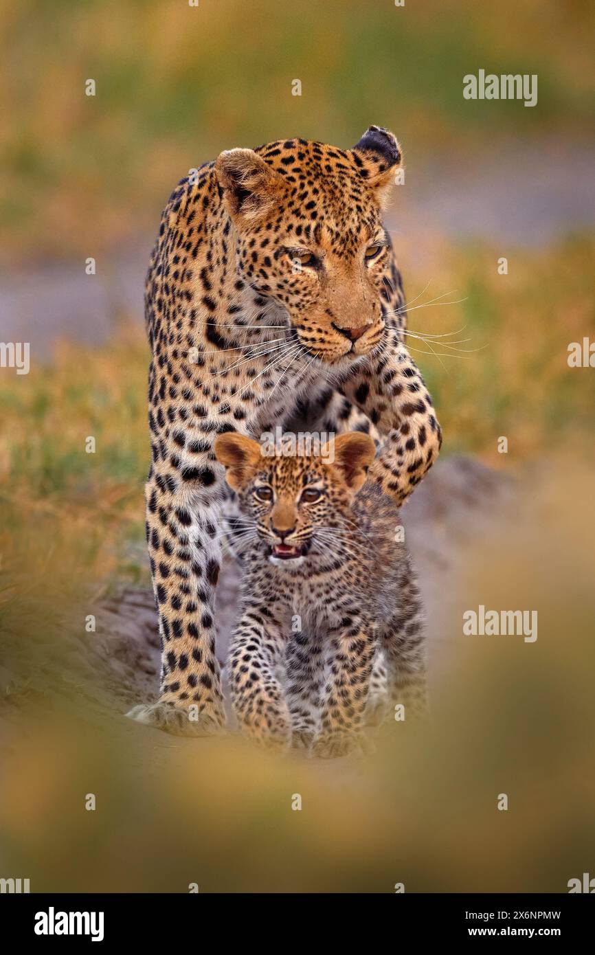 Leopard kitten baby, hidden nice orange grass. Leopard cub with mother ...