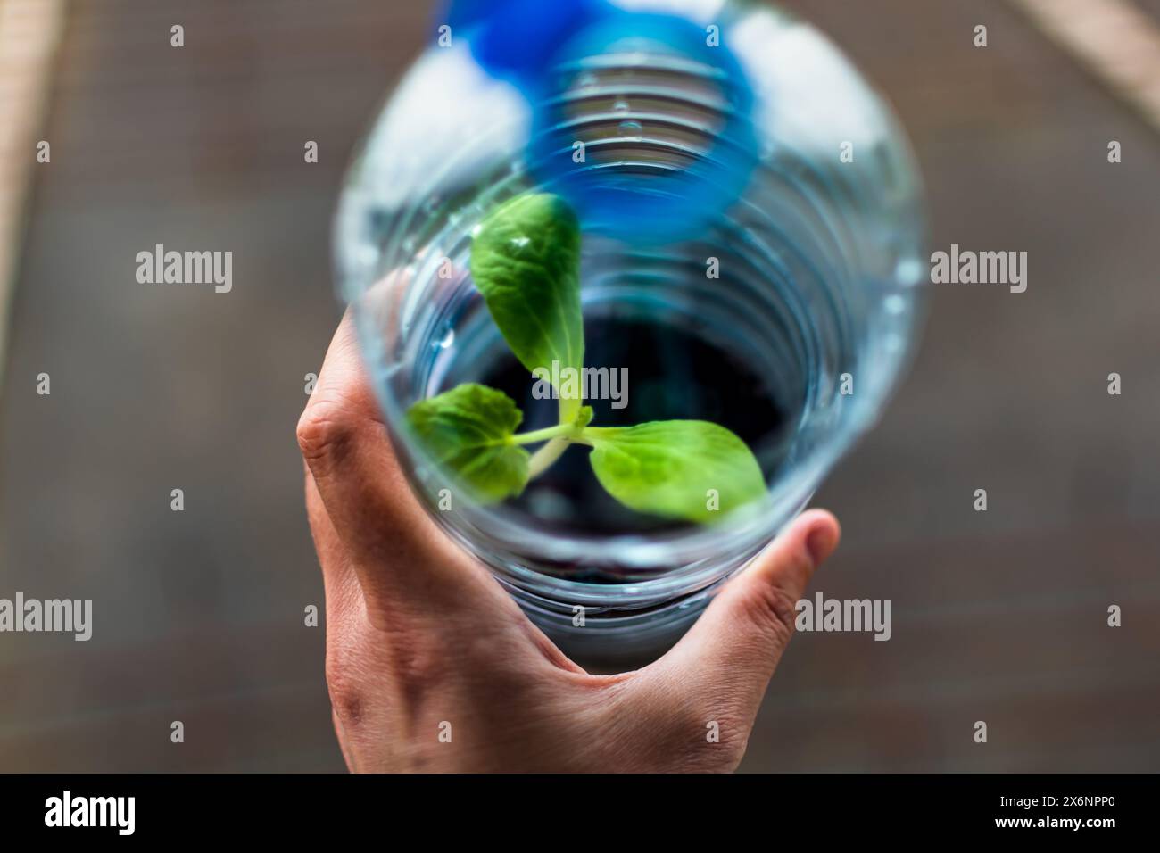 Seedling in a plastic bottle, reuse of materials, light, heat ...