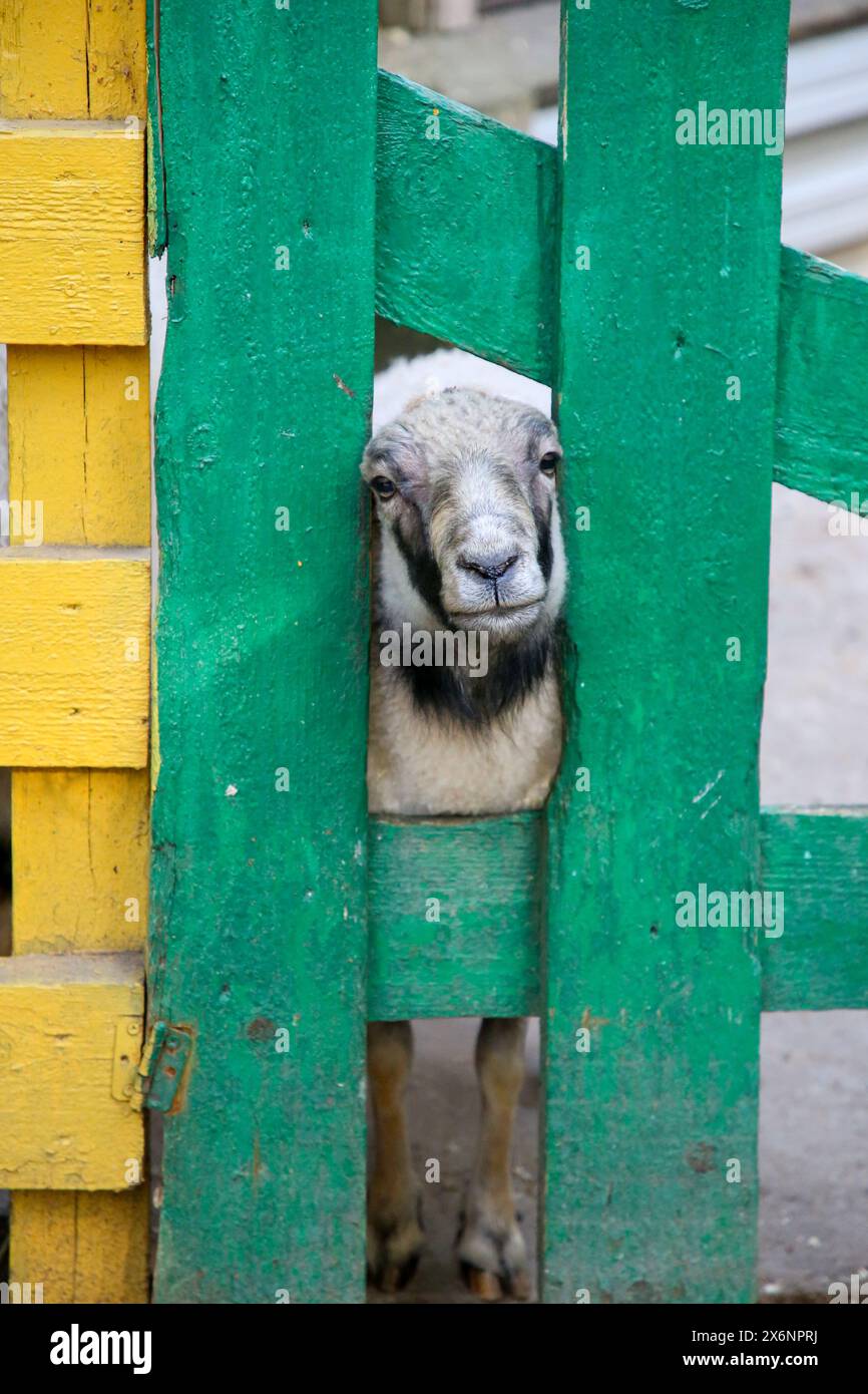 Funny Sheep ram looking at the camera through the green wooden cage or ...