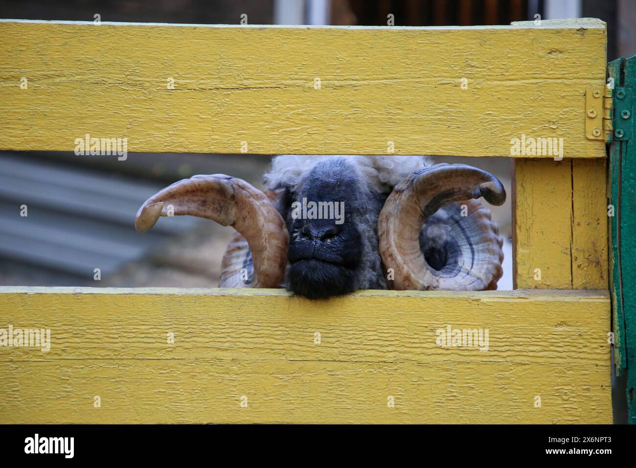 Funny ram with curly horns looking at the camera through the yellow ...