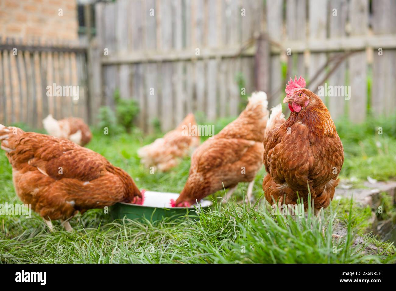 Free range chickens farm grass hi-res stock photography and images - Alamy