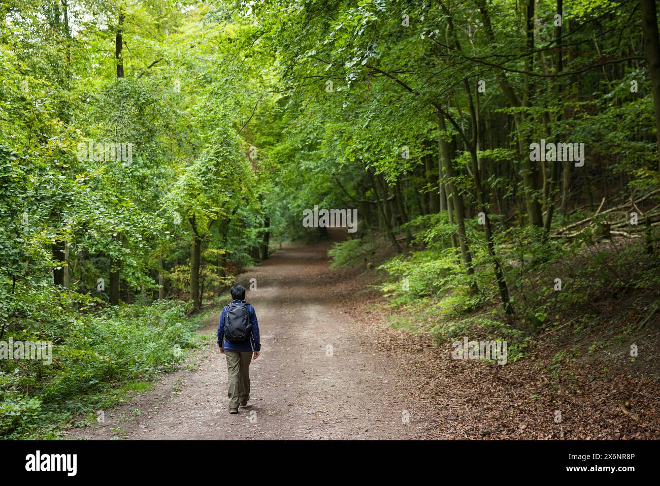 Asian Indian woman hiking alone on a woodland trail through forest in ...