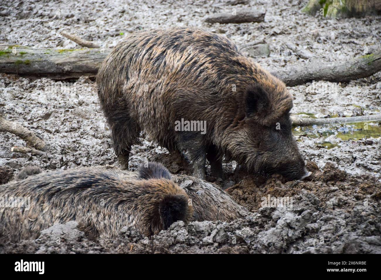 Wild boars enjoy a mud bath in a nature reserve in Germany, 2017 Credit ...