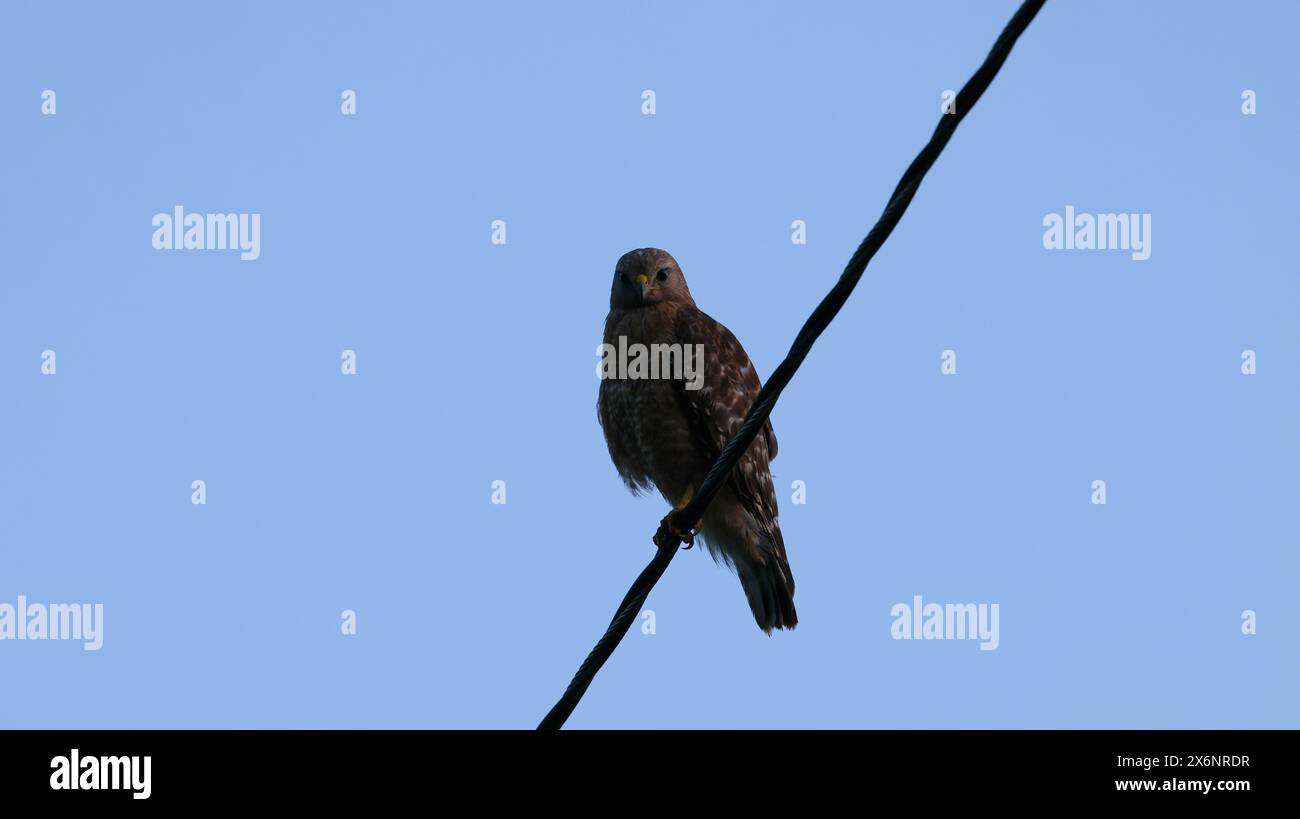 North american red shouldered hawk hi-res stock photography and images ...