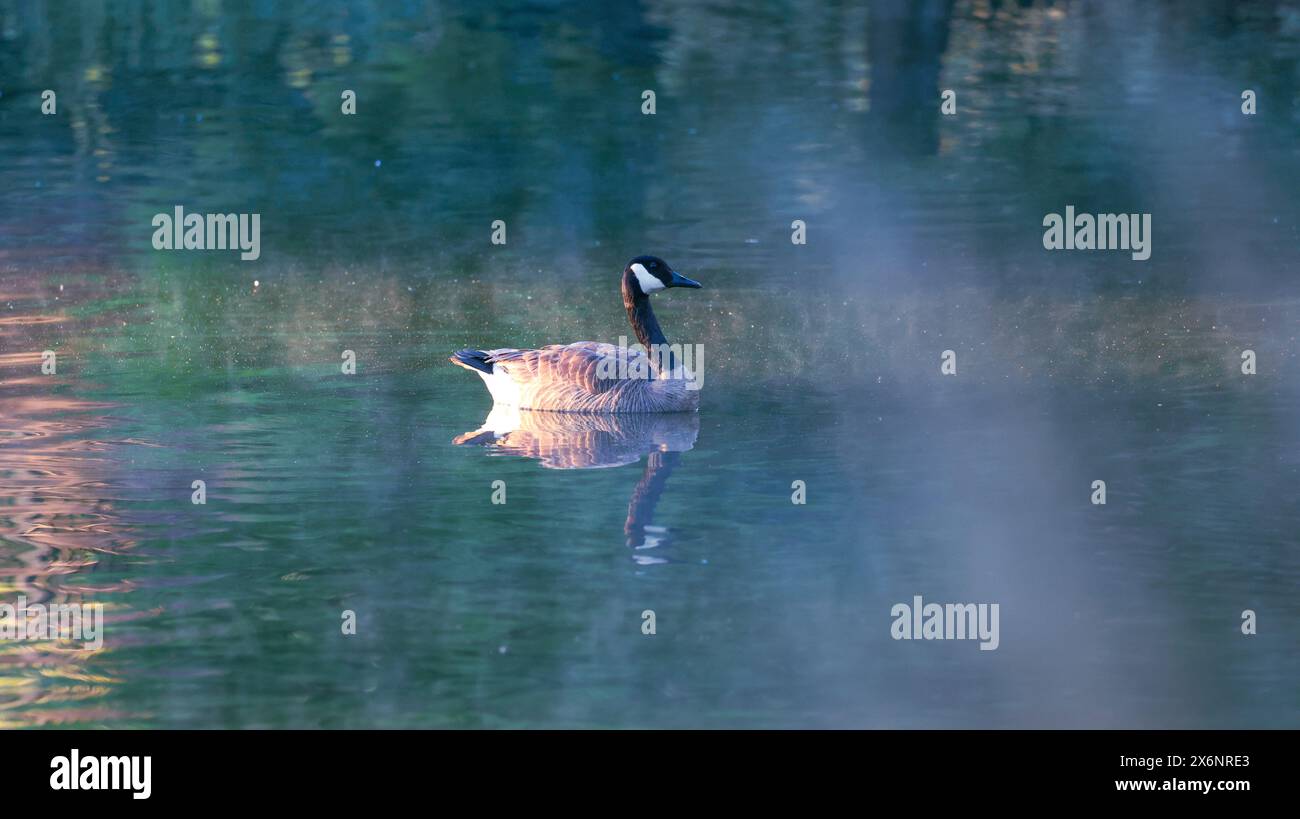 Animal pondering hi-res stock photography and images - Alamy