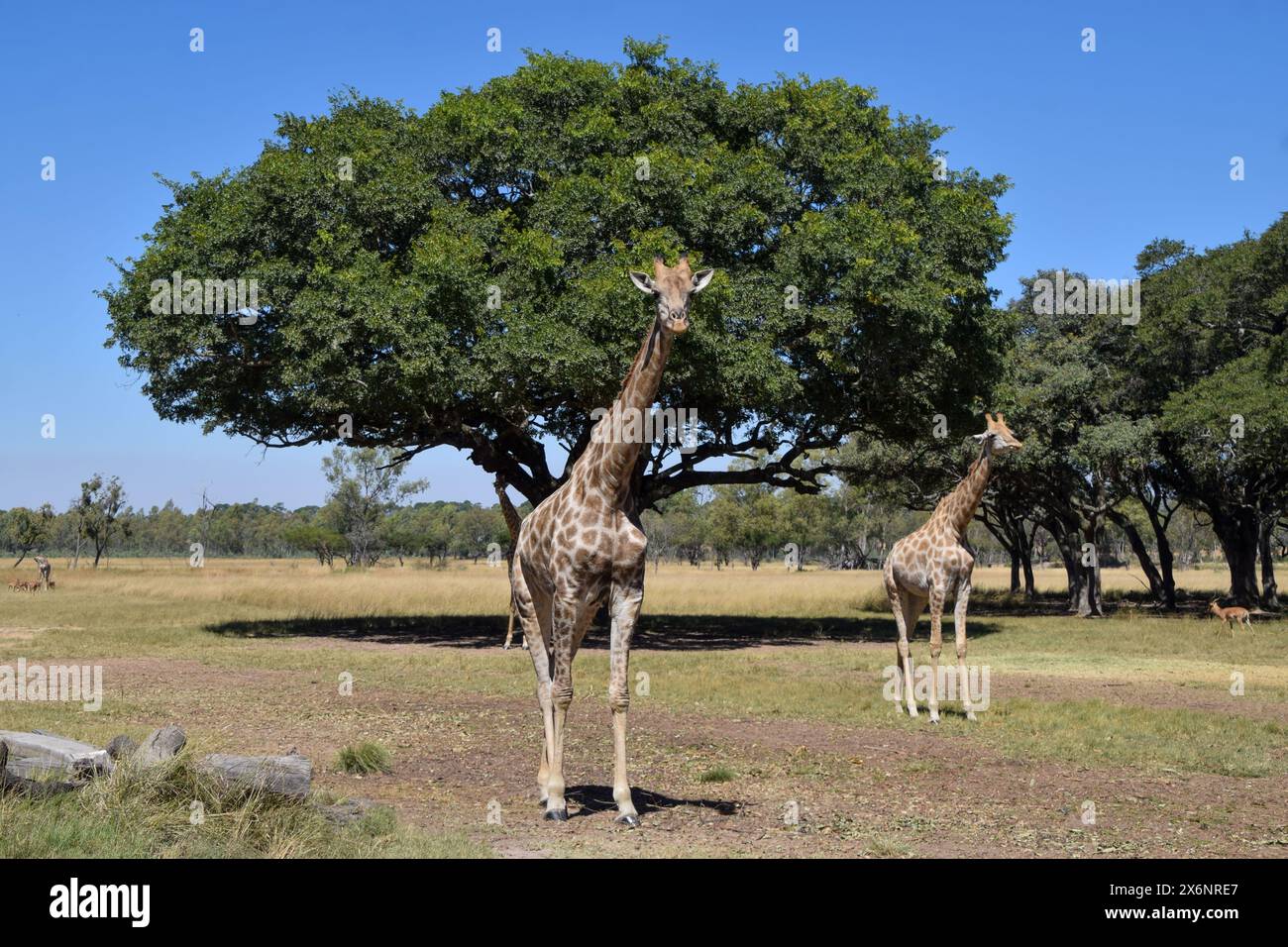 Zimbabwe, 3rd May 2024. Giraffes under a tree in a nature reserve in ...