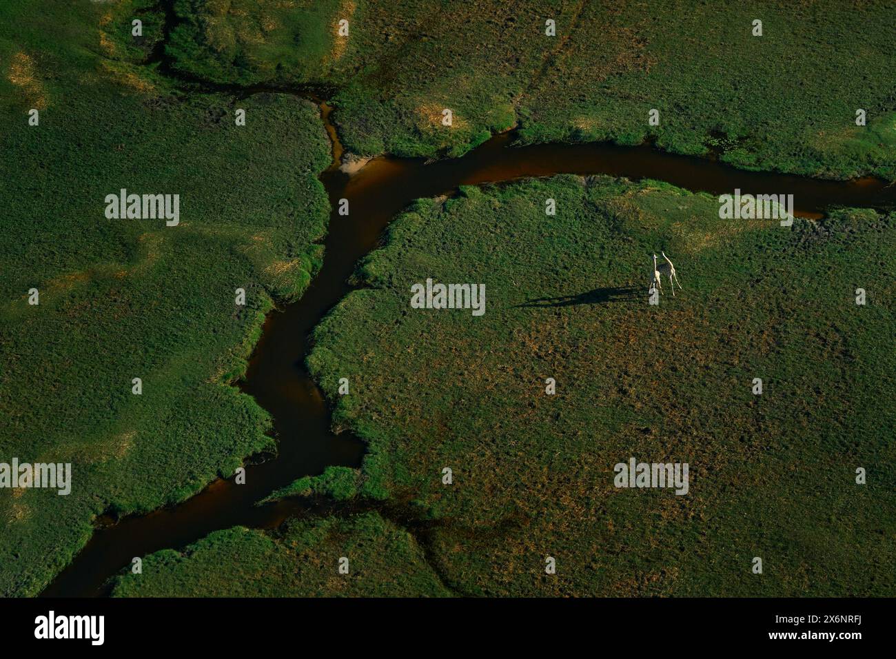 Two dancing giraffe. Aerial landscape in Okavango delta, Botswana ...