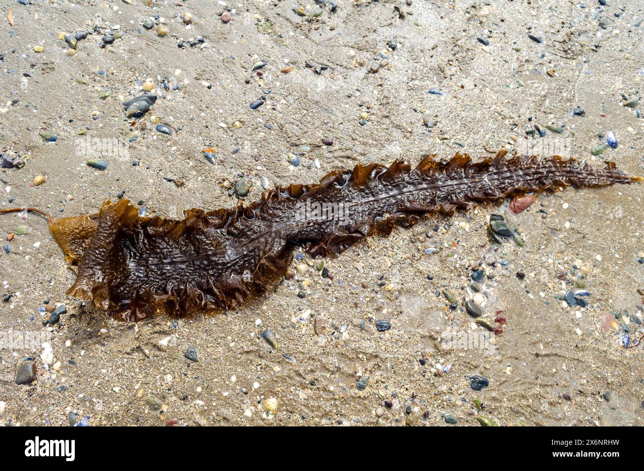 Sugar kelp hi-res stock photography and images - Alamy