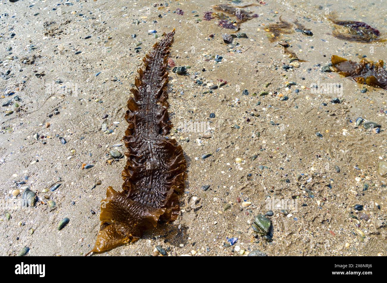 Sugar kelp hi-res stock photography and images - Alamy