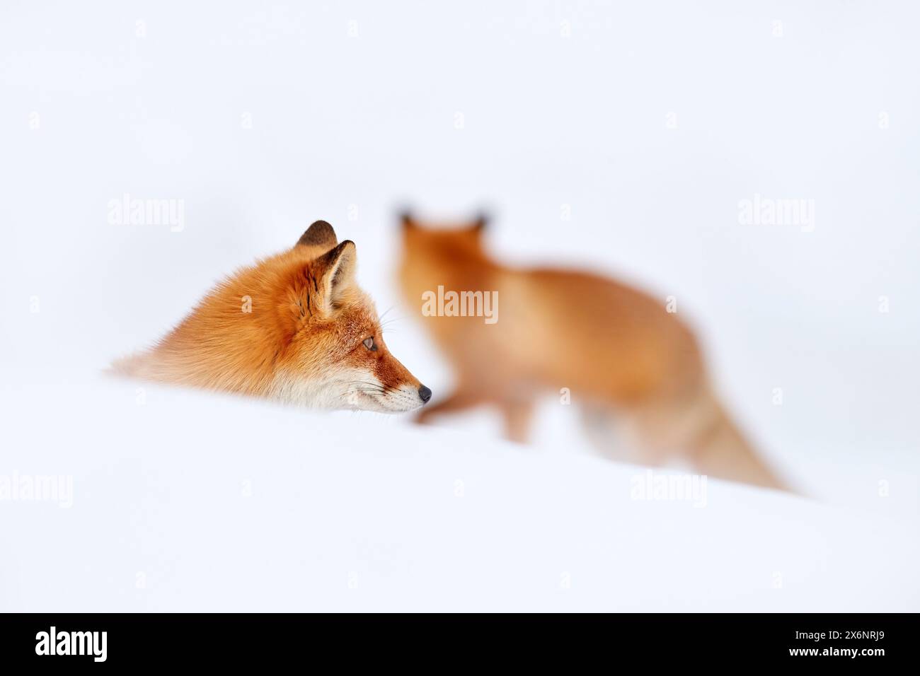 Red fox in white snow. Cold winter with orange furry fox, Japan ...
