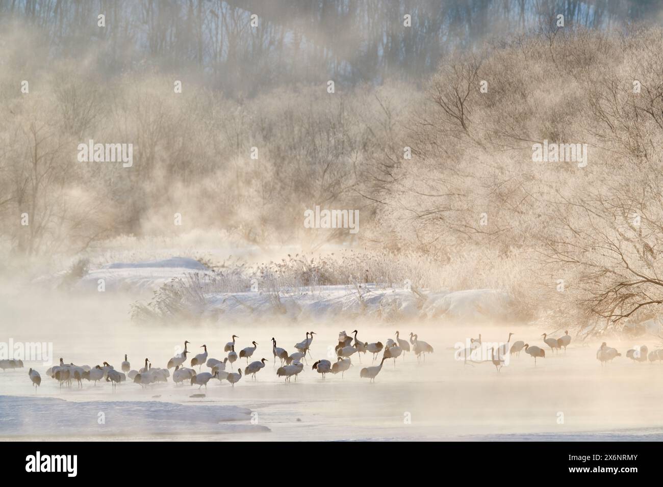 Japan winter nature. Wildlife scene, snowy nature. Bridge Cranes. Otowa ...