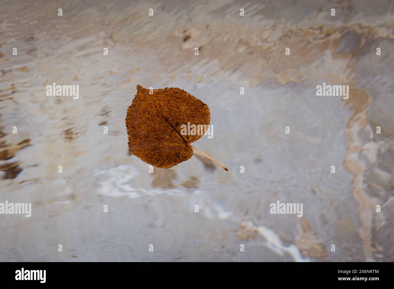 A single, isolated, brown, fallen leaf with attached stem floating in a ...
