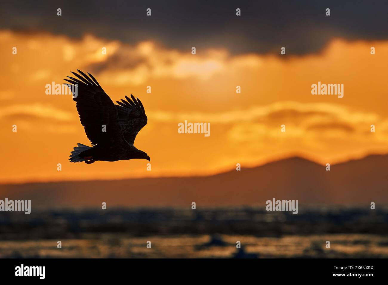 Ocean sea sunset with eagle, orange clouds. Flying bird of prey, White ...