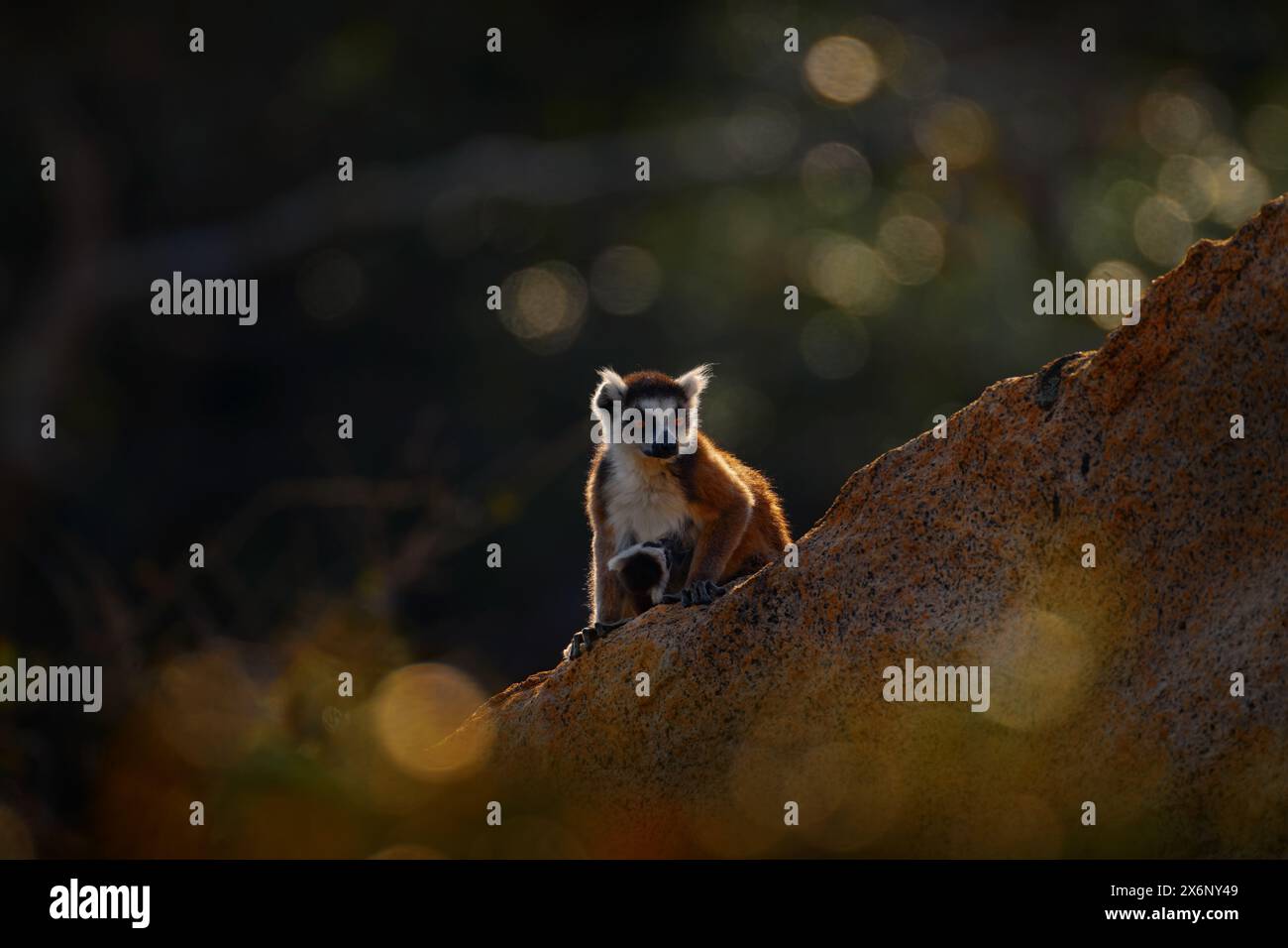 Madagascar wildlife. Monkey family, young cub. Madagascar wildlife ...