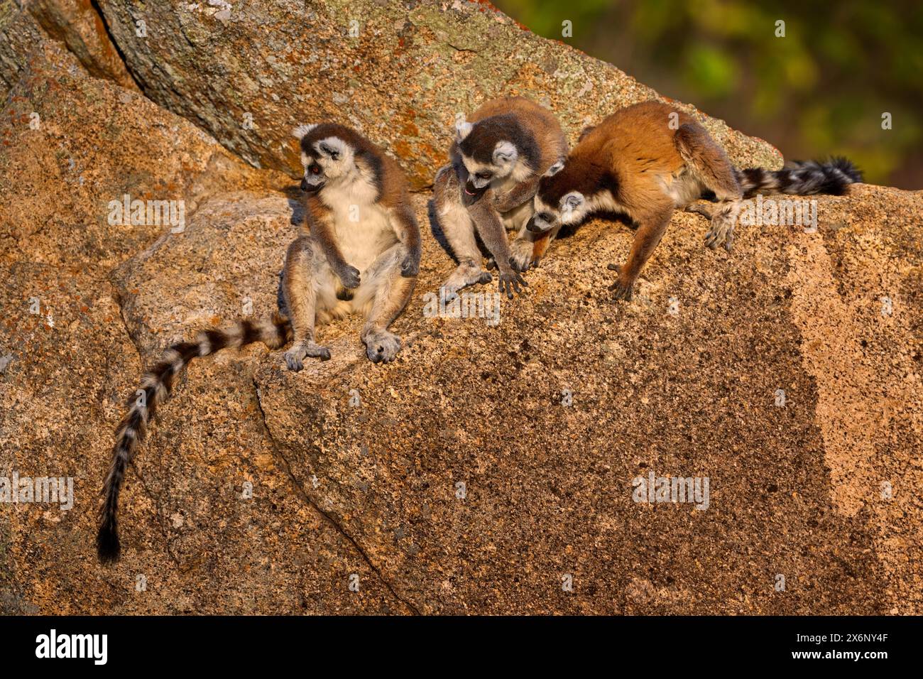 Madagascar wildlife. Monkey family, young cub. Madagascar wildlife ...