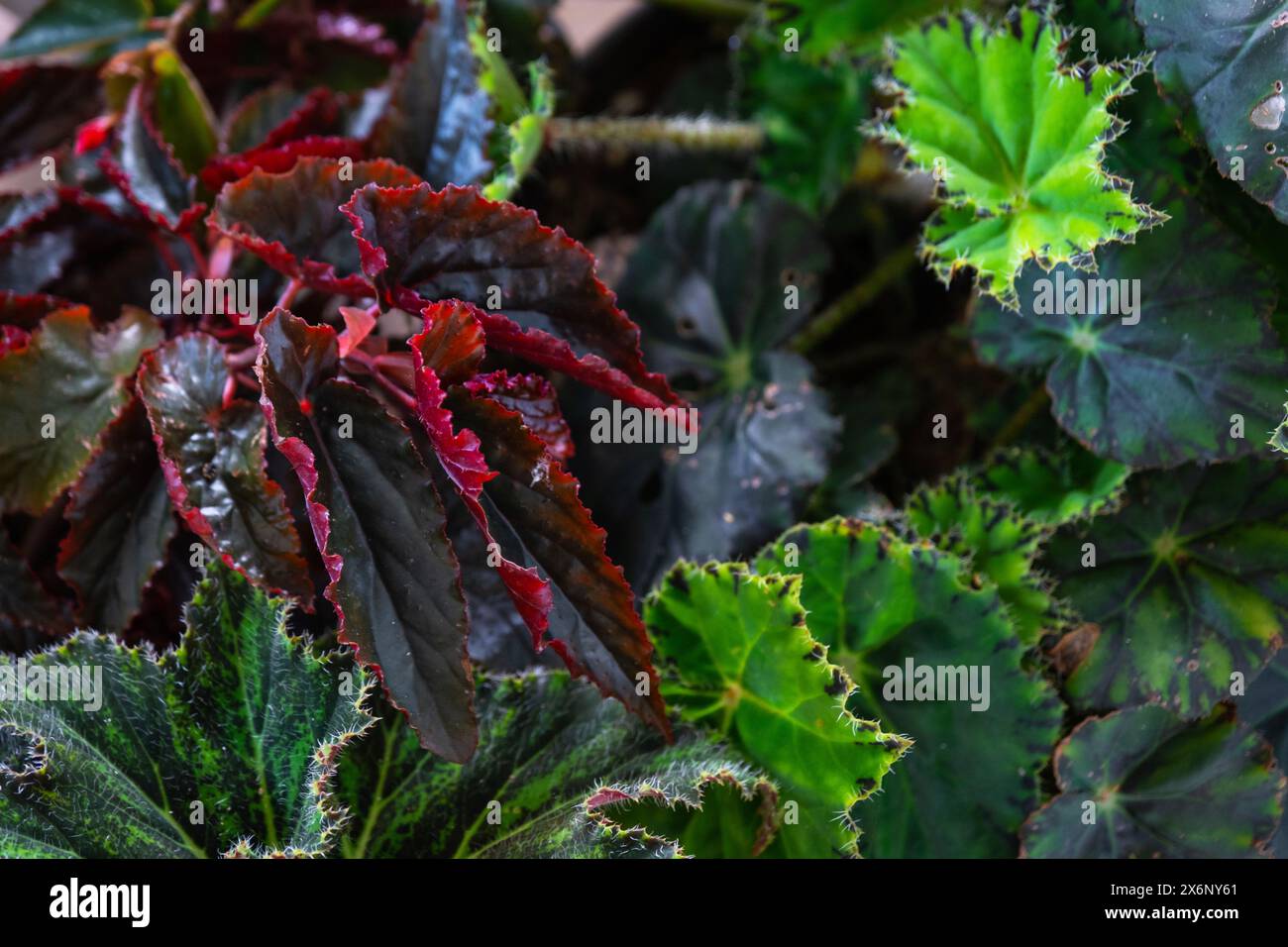 Background of leaves of different varieties of decorative begonias ...