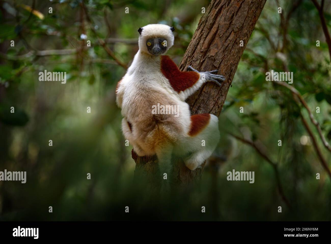 Madagascar nature. Coquerel's sifaka, Propithecus coquereli, Reserve ...