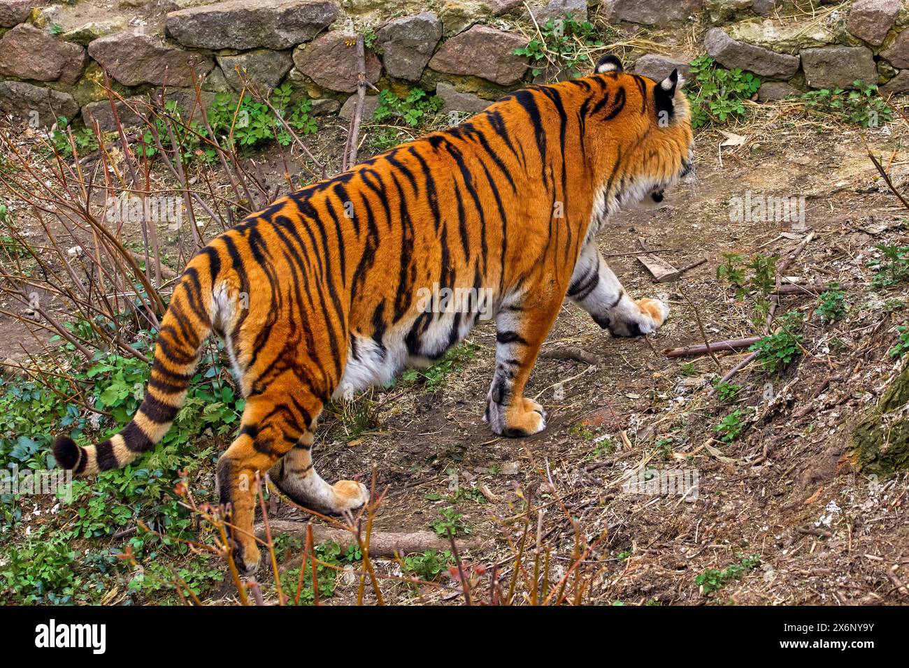 Image of an adult tiger walking away in a zoo enclosure Stock Photo - Alamy