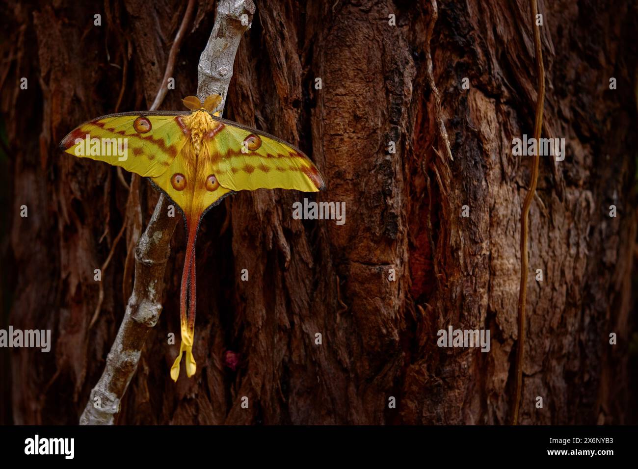 Comet moth, Argema mittrei, big yellow butterfly in the nature habitat ...