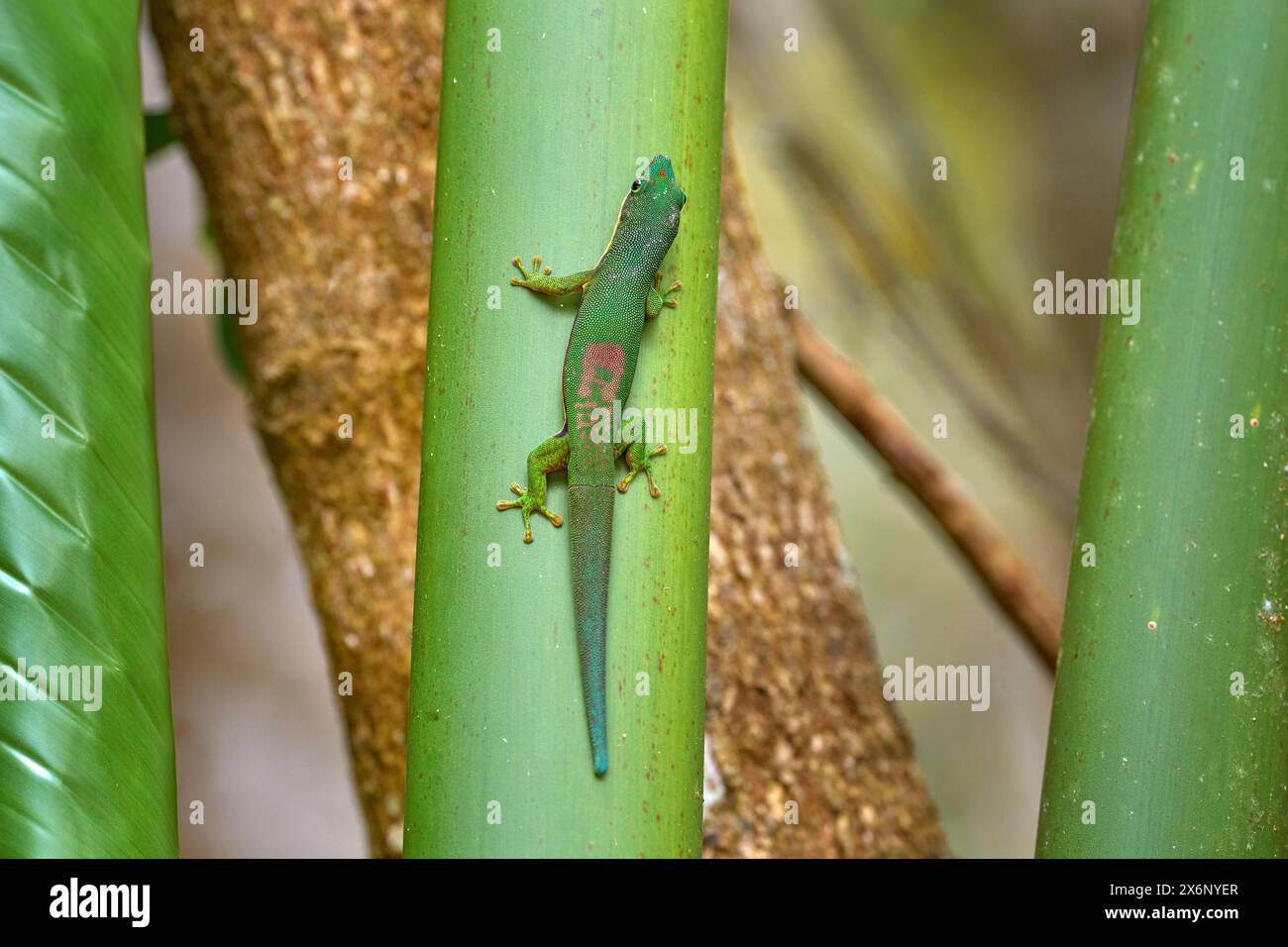 Phelsuma lineata, green endemic lizard from Andasibe NP, Madagascar ...